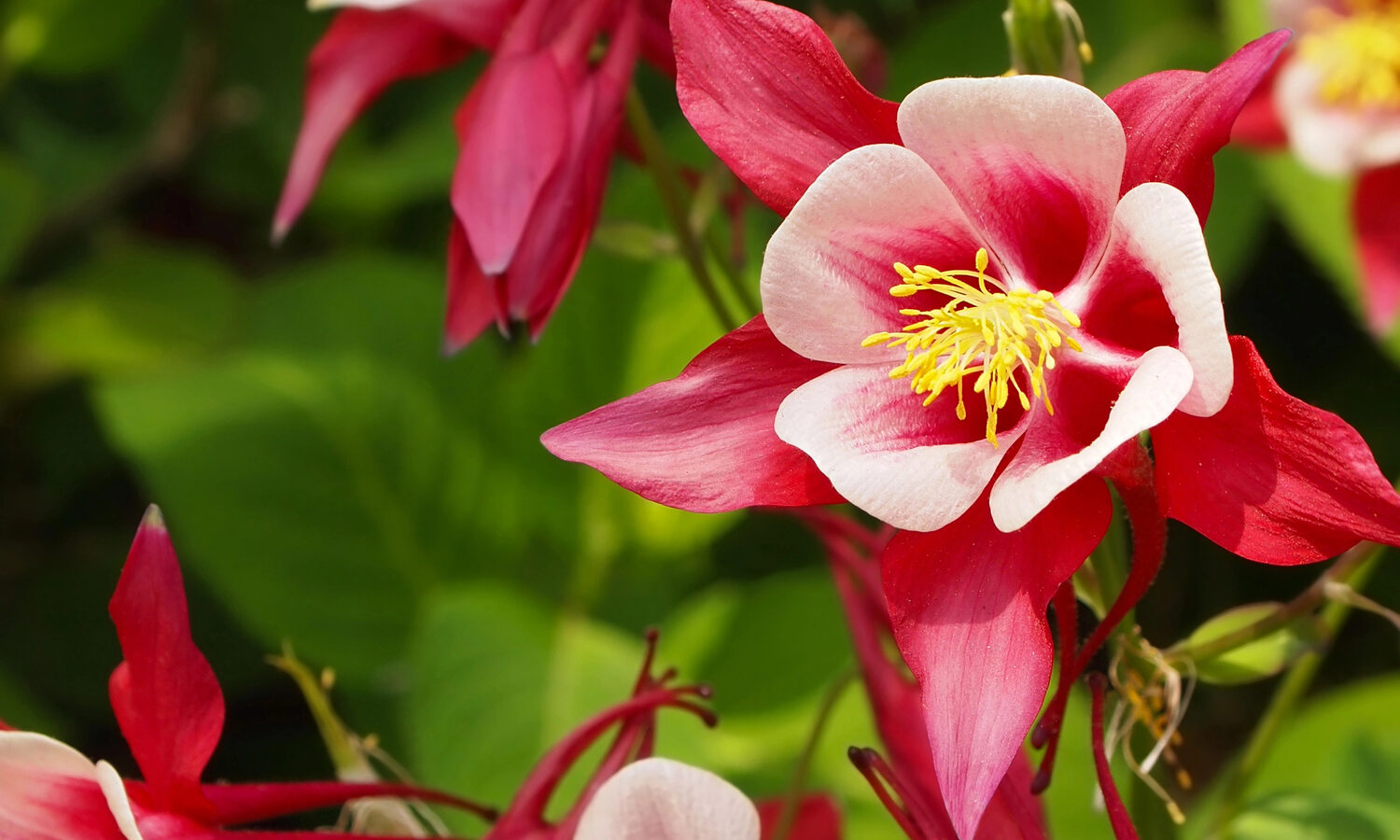 19 Stunning Red Flowers To Add Bold Color To Your Garden