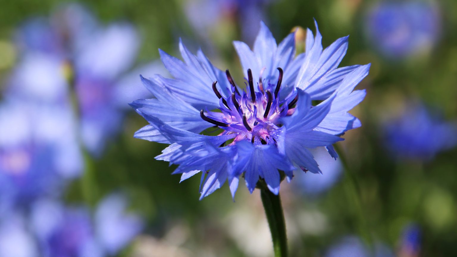 18 Annuals That Sprout And Grow Quickly From Seeds