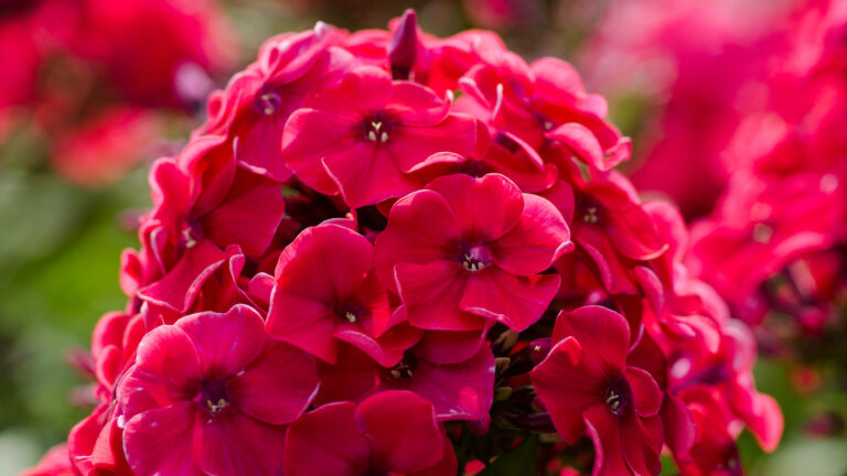 19 Stunning Red Flowers To Add Bold Color To Your Garden