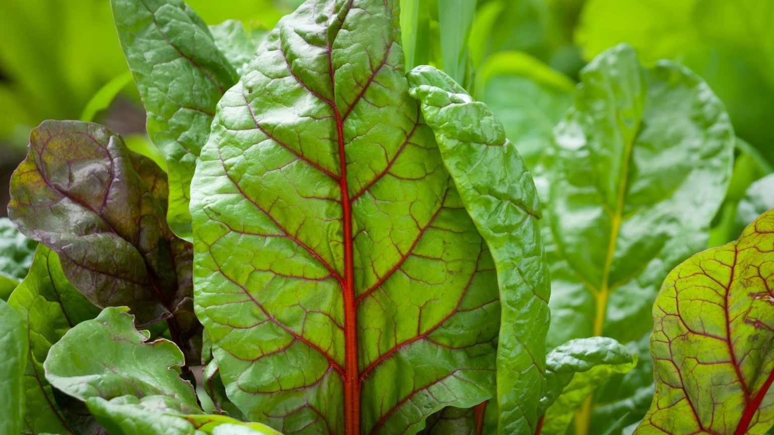 15 Plants That Can Peacefully Coexist With Fennel