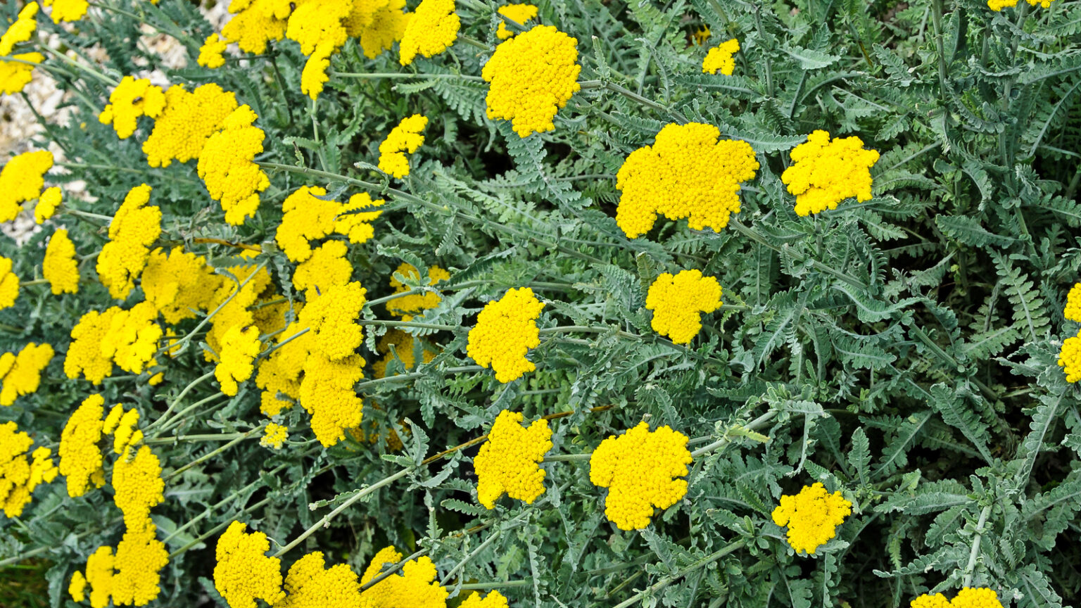 15 Plants That Can Peacefully Coexist With Fennel