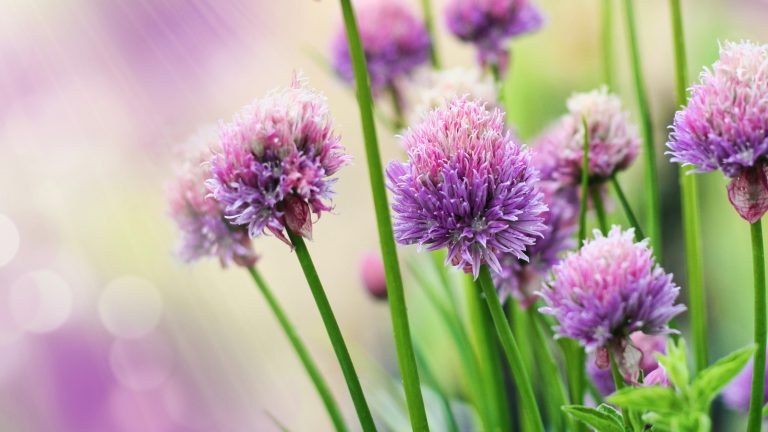 15 Plants That Can Peacefully Coexist With Fennel