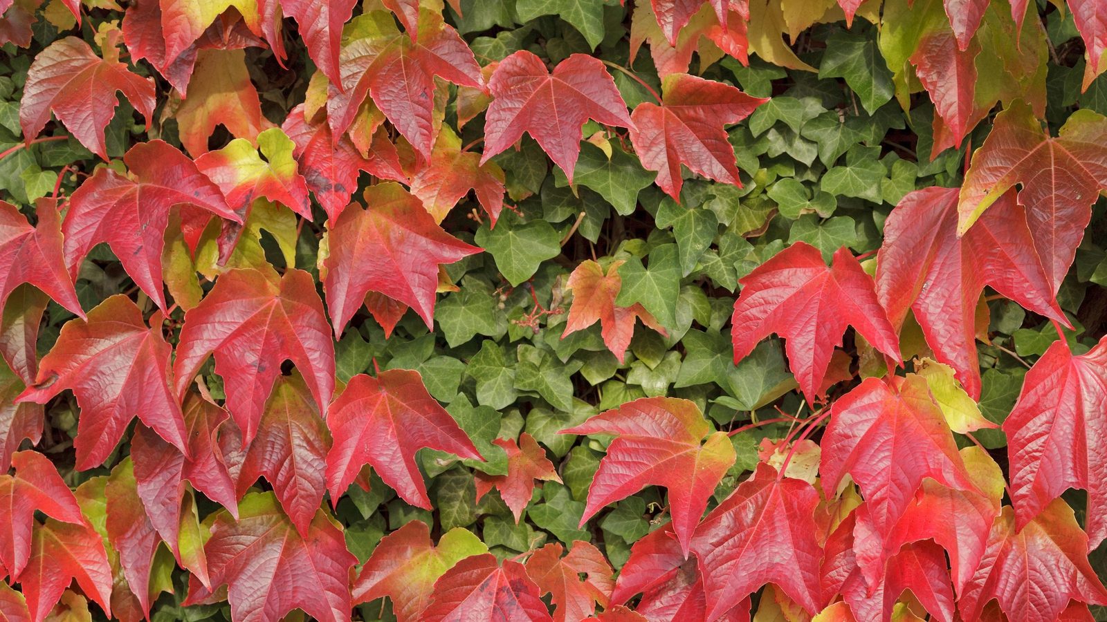 20 Best Climbing Plants For Your Fences, Trellises And Pergolas