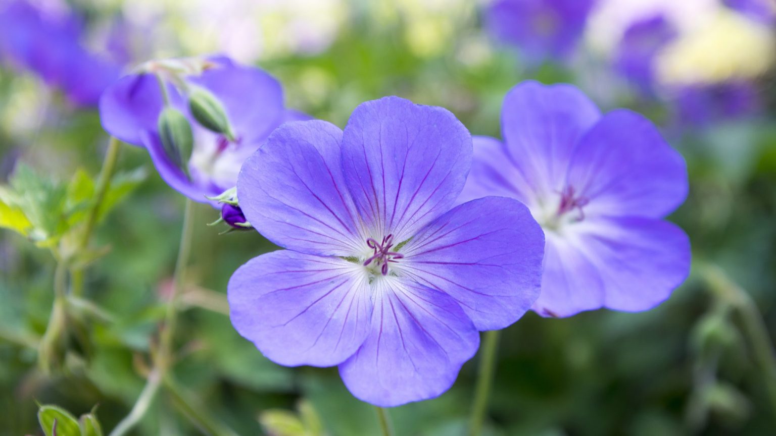 18 Brilliant Blue Perennials To Add Splashes Of Color To Your Garden