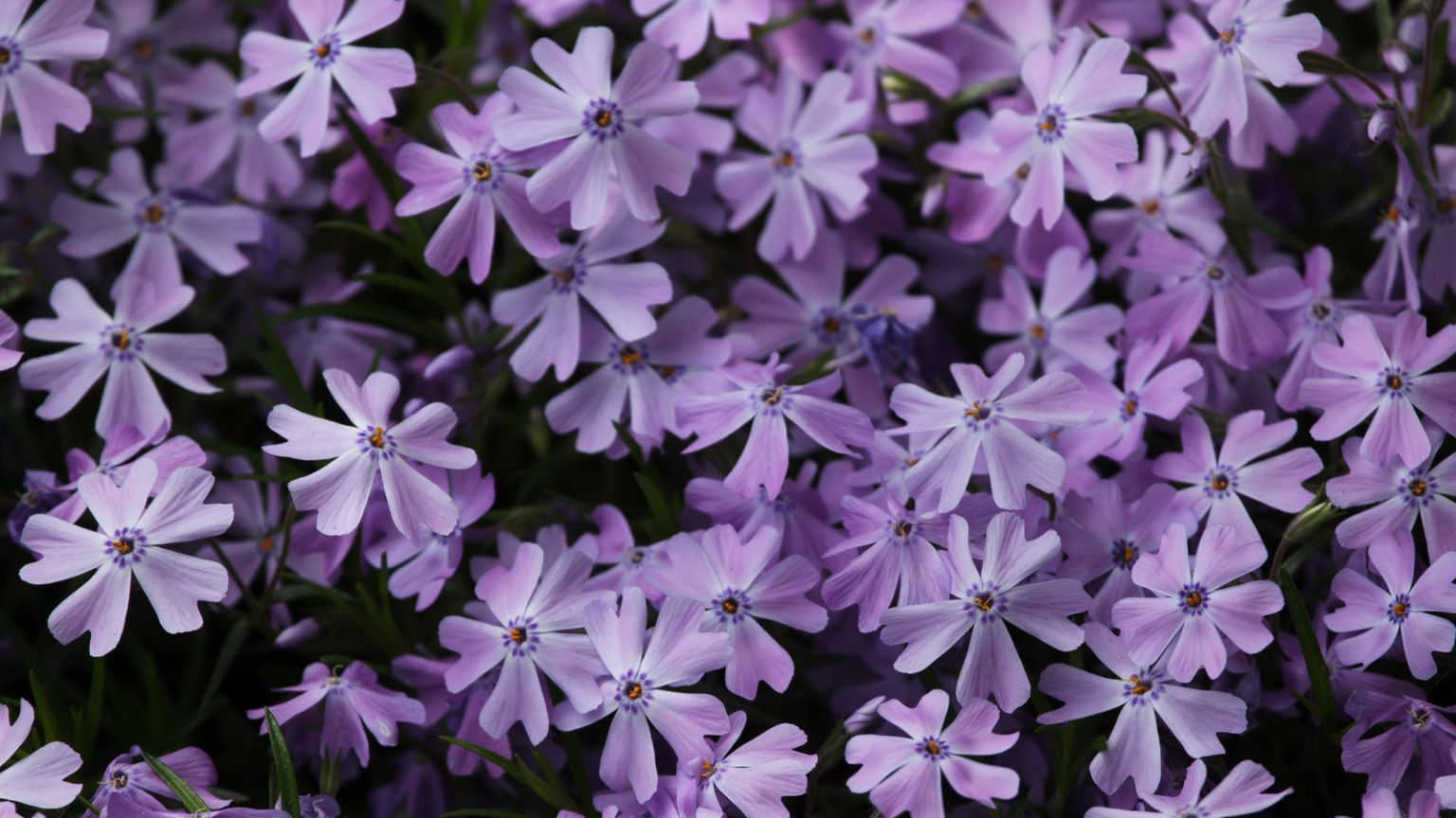 15 Fast Growing Ground Cover Plants For Slopes