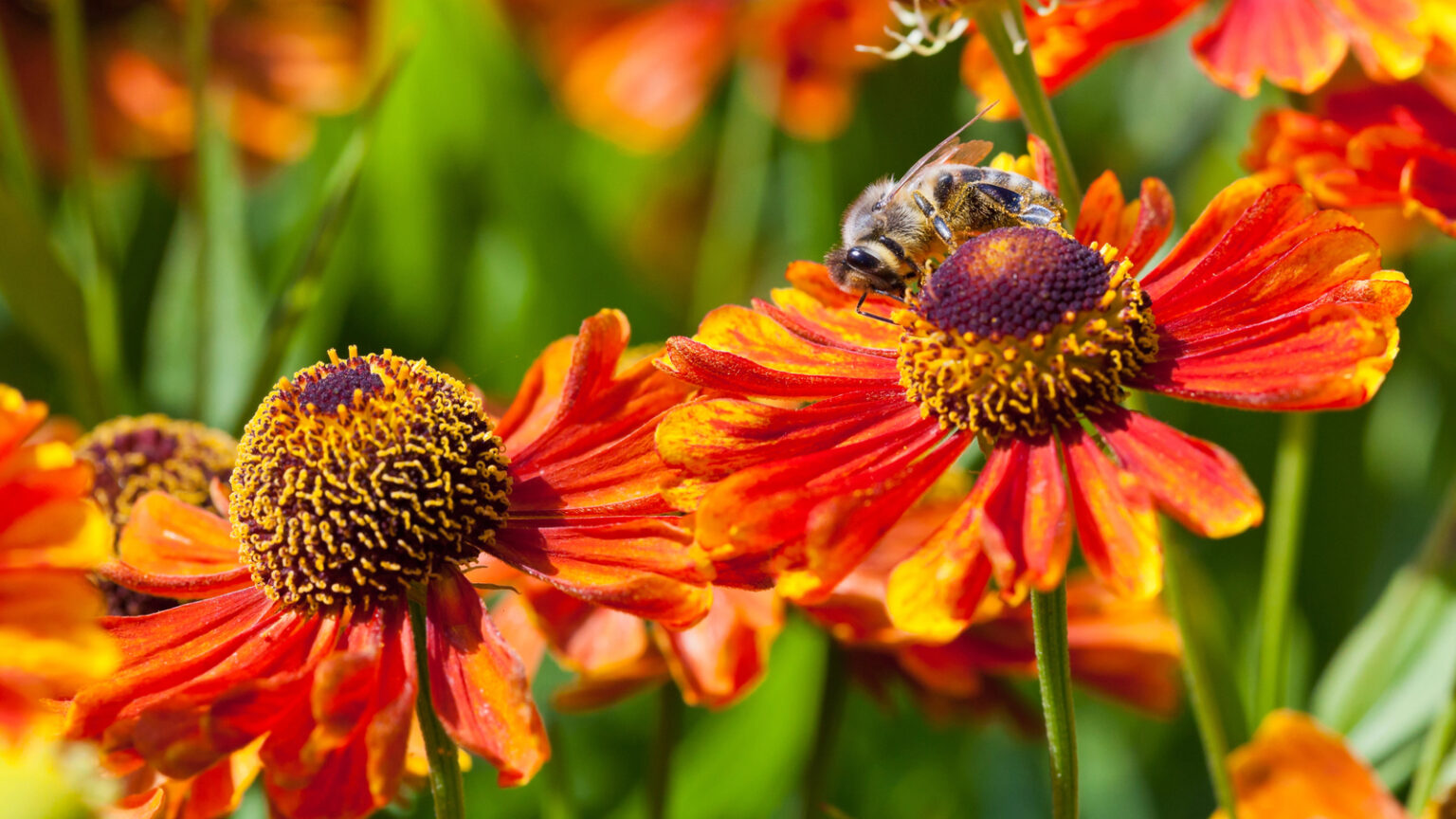 17 Fiery Orange Perennials That Will Make A Statement In Any Garden