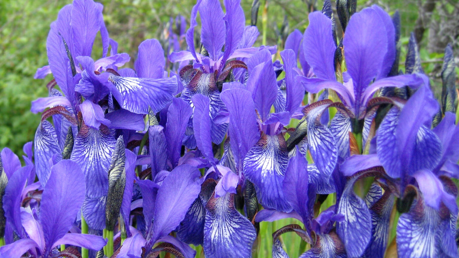 18 Brilliant Blue Perennials To Add Splashes Of Color To Your Garden