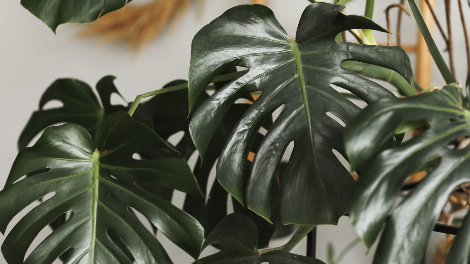 16 Air-Filtering Plants That Naturally Purify Your Indoor Air