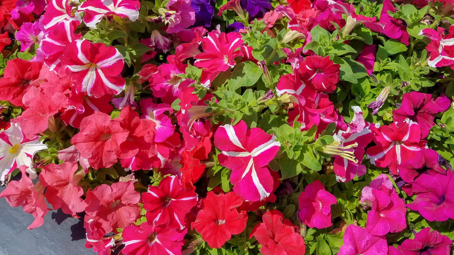 16 Fast-Growing Annual Flowers That Bring Plenty Of Color To Your Garden