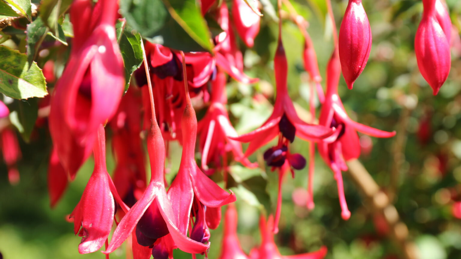 20 Strikingly Bold Red Perennials That Bloom Year After Year