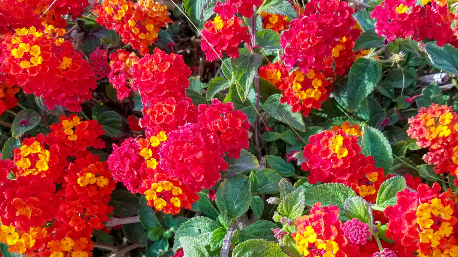 18 Red Flower Varieties To Add Stunning Color To Your Garden