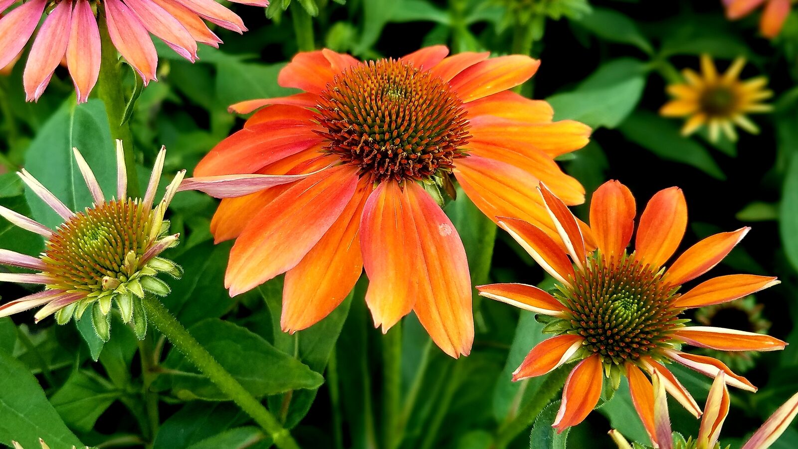 14 Eye Catching Orange Flowers That Will Make Your Garden Pop