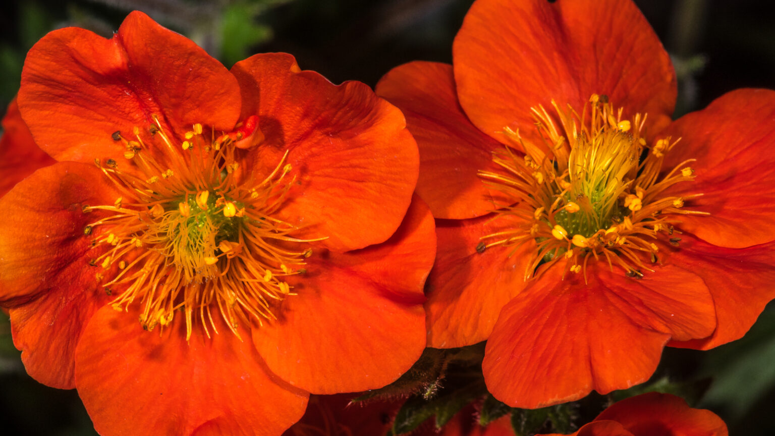 14 Eye Catching Orange Flowers That Will Make Your Garden Pop
