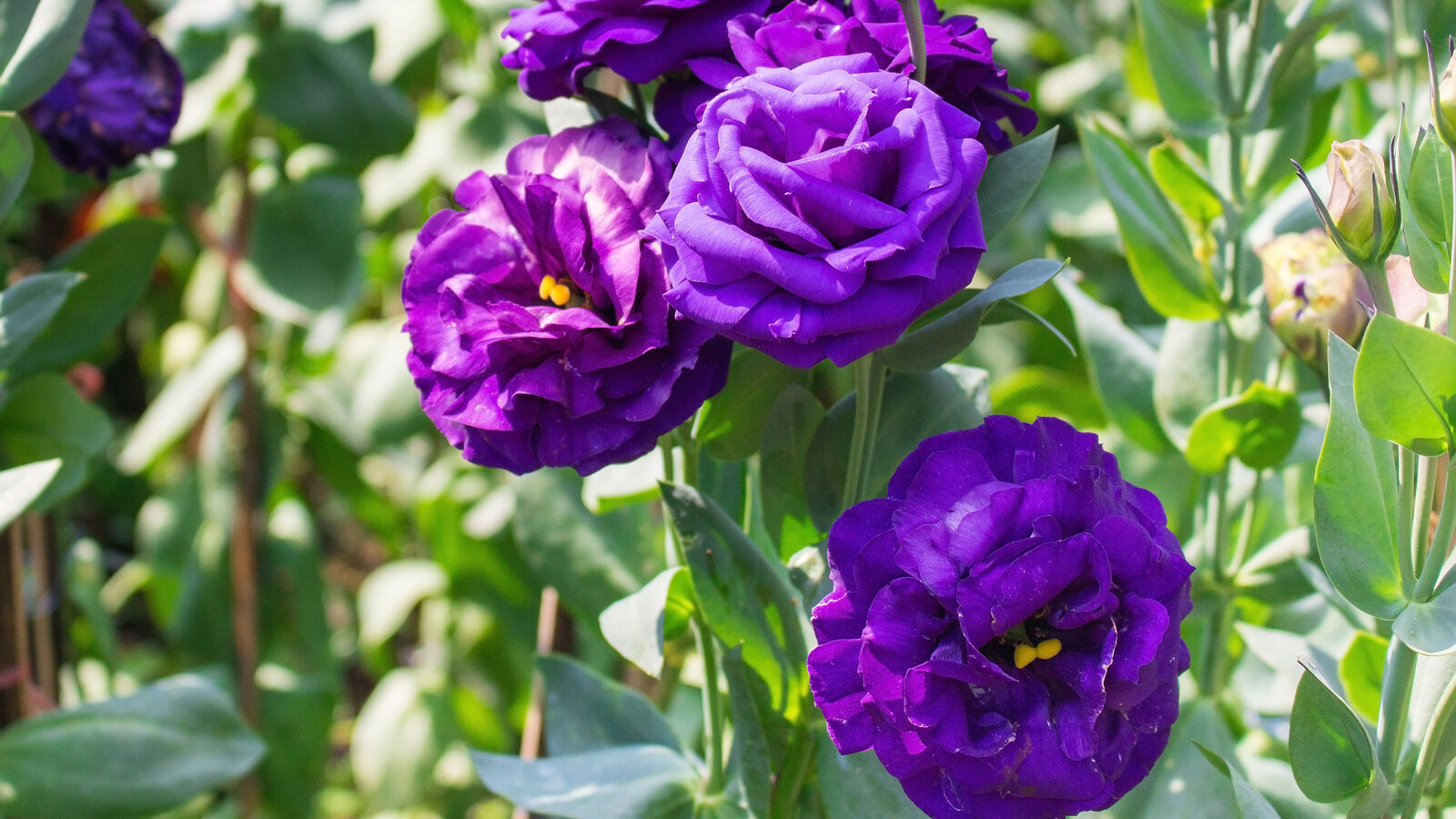 17 Pretty Flowers That Resemble Roses For Your Garden