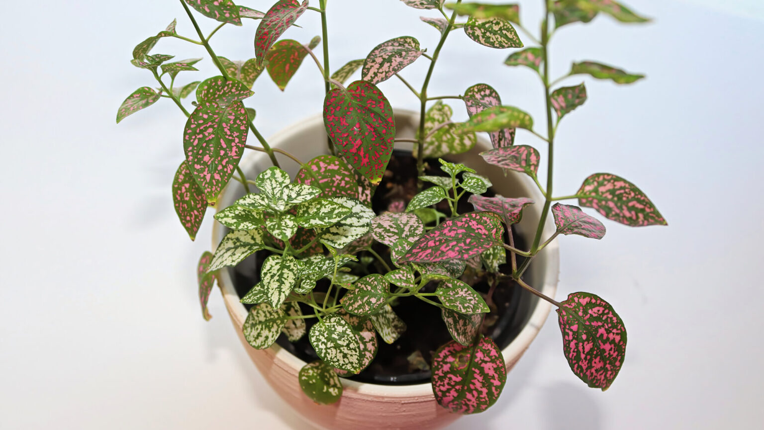 19 Colorful Houseplants That Secretly Double As Home Decor
