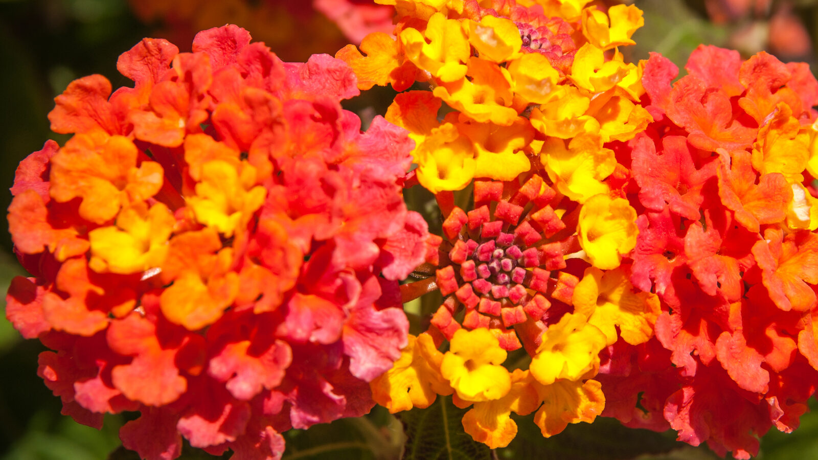 14 Eye Catching Orange Flowers That Will Make Your Garden Pop