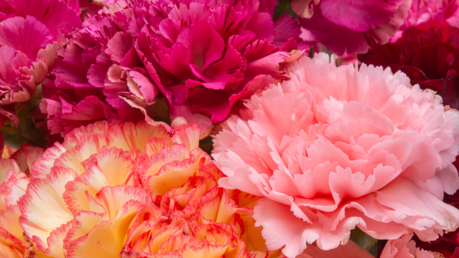 18 Stunning Flowers You Can Clone With Stem Cuttings