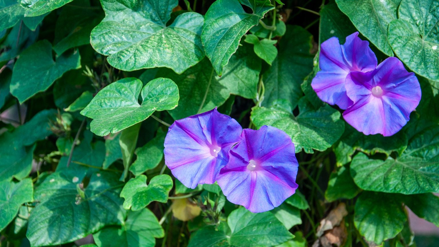 16 Fast-Growing Annual Flowers That Bring Plenty Of Color To Your Garden