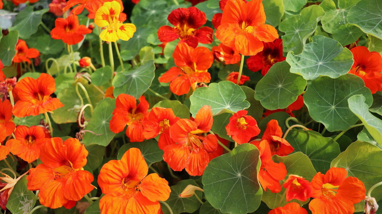 16 Fast-Growing Annual Flowers That Bring Plenty Of Color To Your Garden