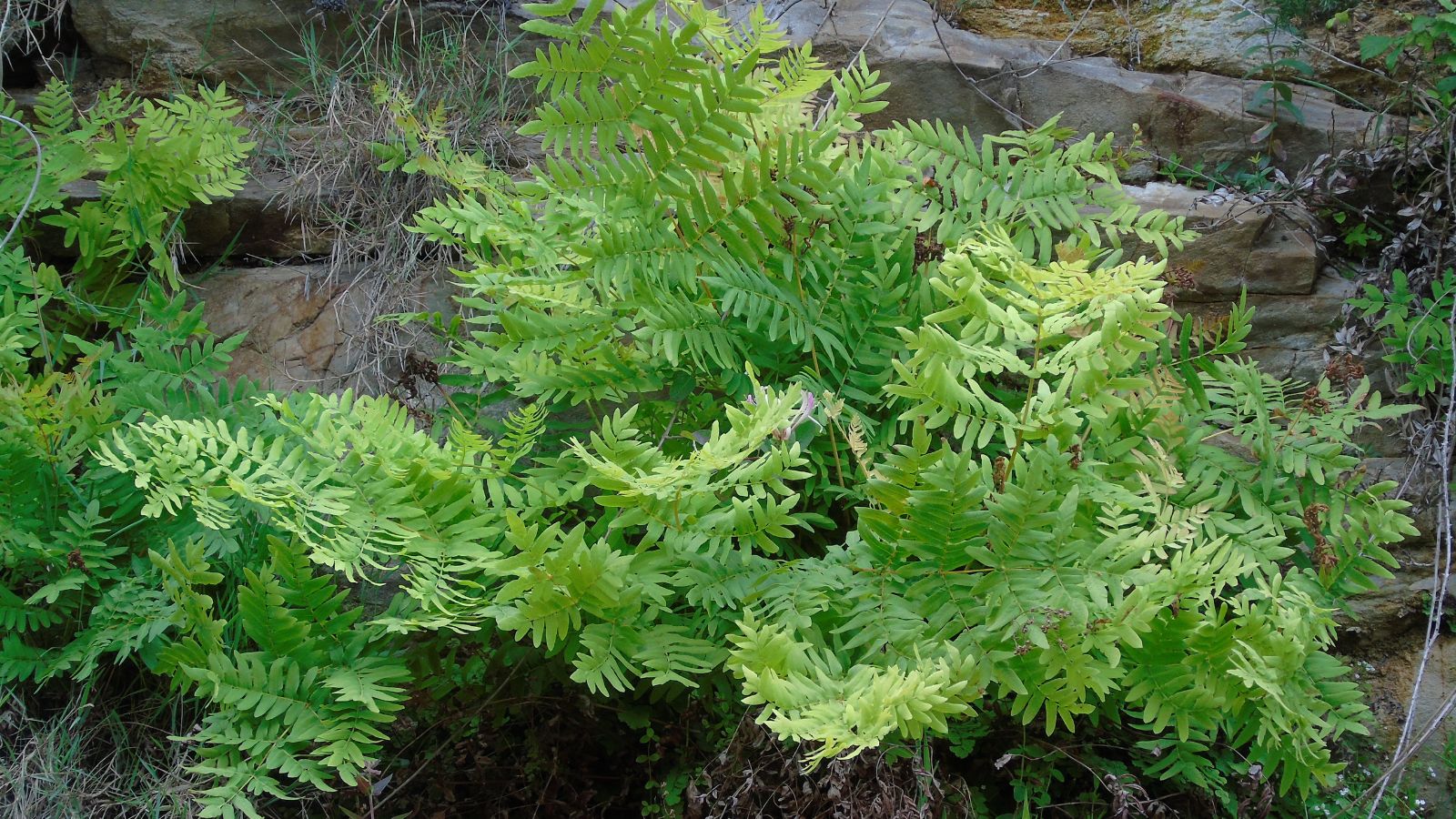 12 Beautiful Fern Varieties To Grow In Your Garden This Year