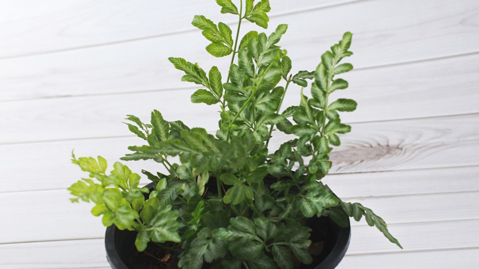 12 Beautiful Fern Varieties To Grow In Your Garden This Year