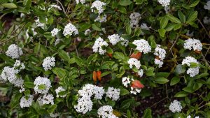 12 Perennials To Grow That Will Provide Birds With Food And Shelter All ...