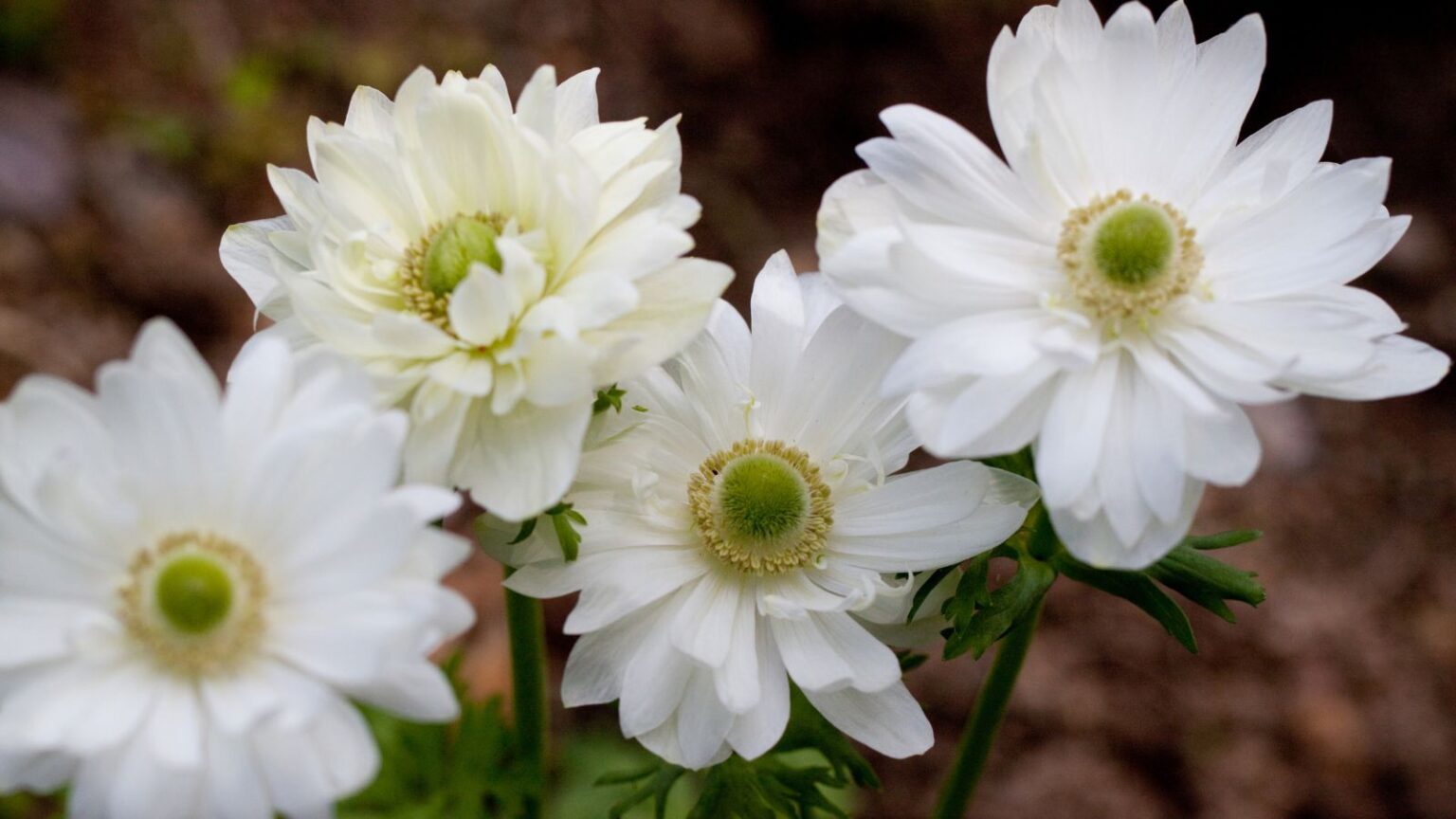 26 Timeless White Perennials To Soften Your Garden Palette