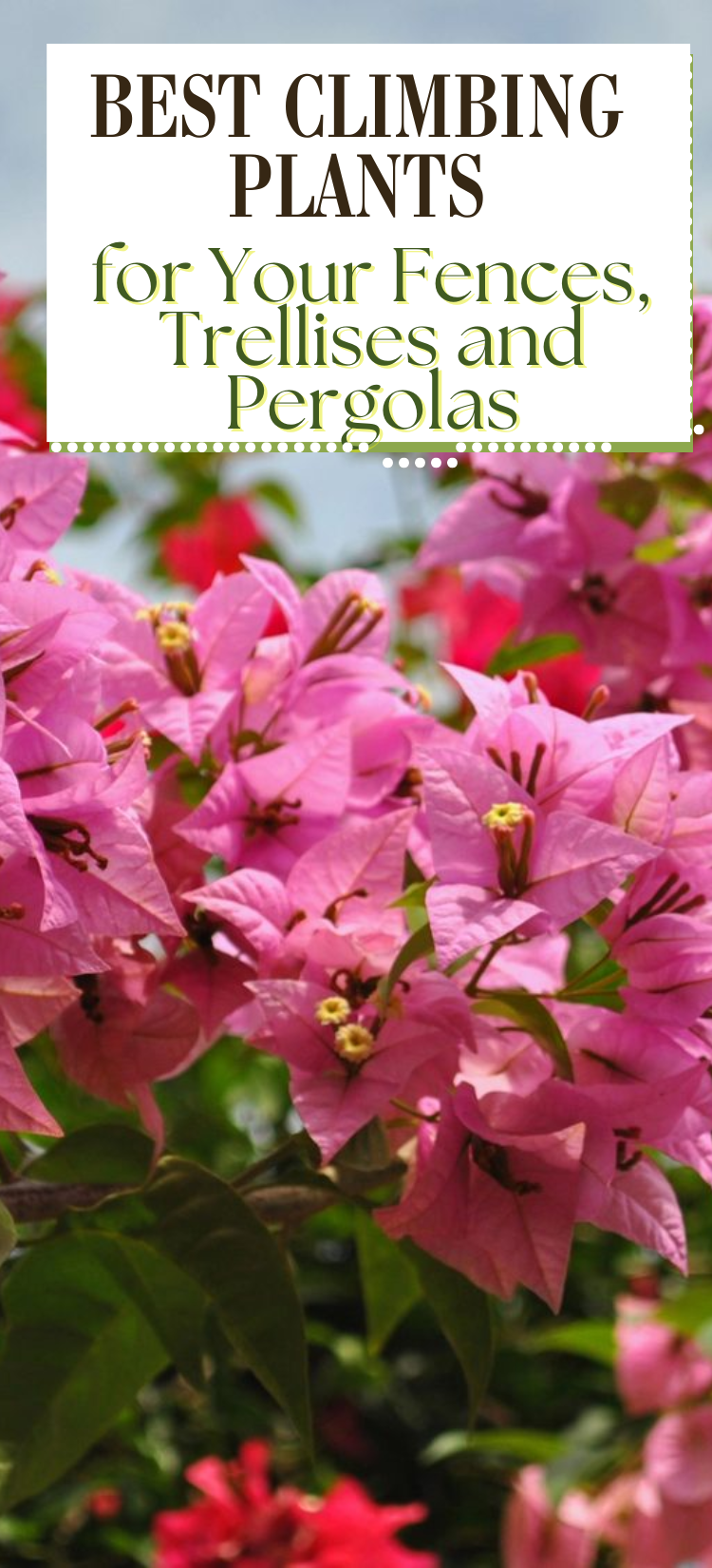 20 Best Climbing Plants For Your Fences, Trellises And Pergolas