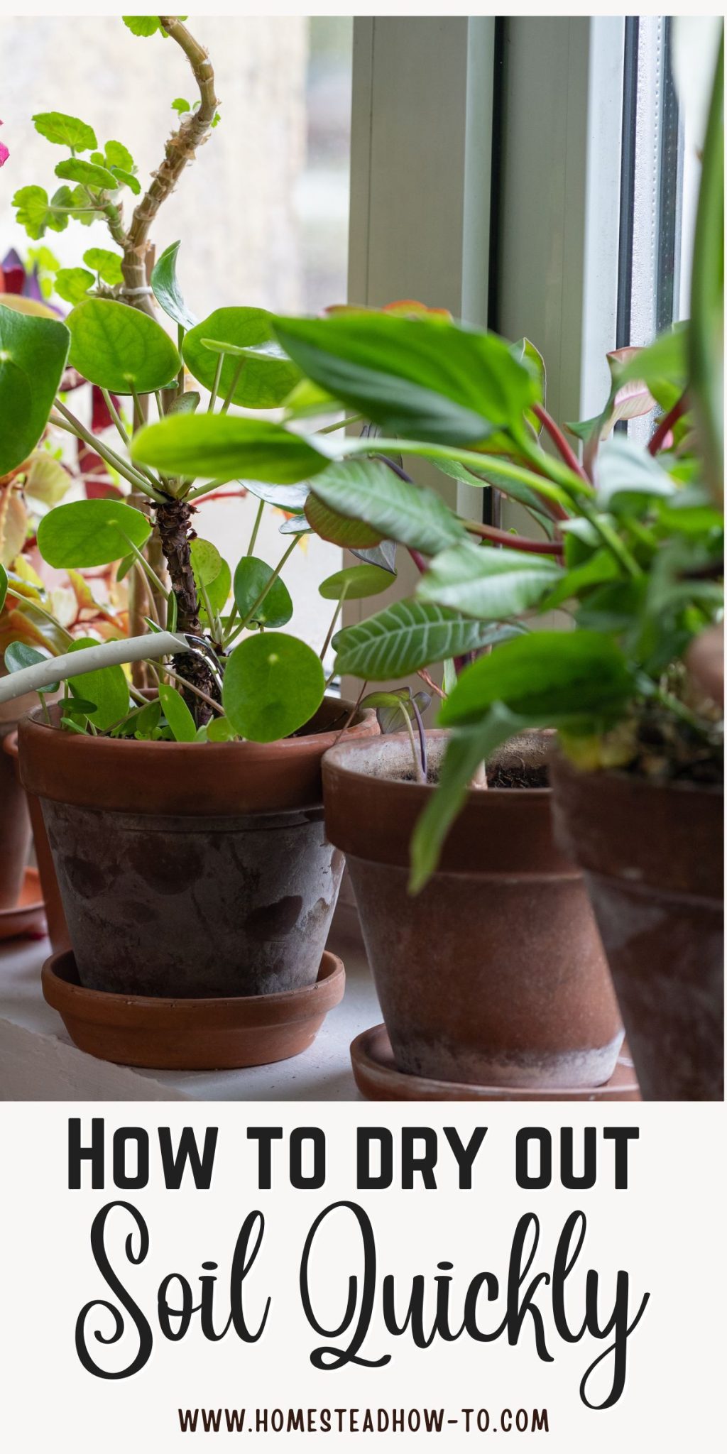 16 Ways To Dry Out Soggy Soil And Correct Overwatering Mistakes