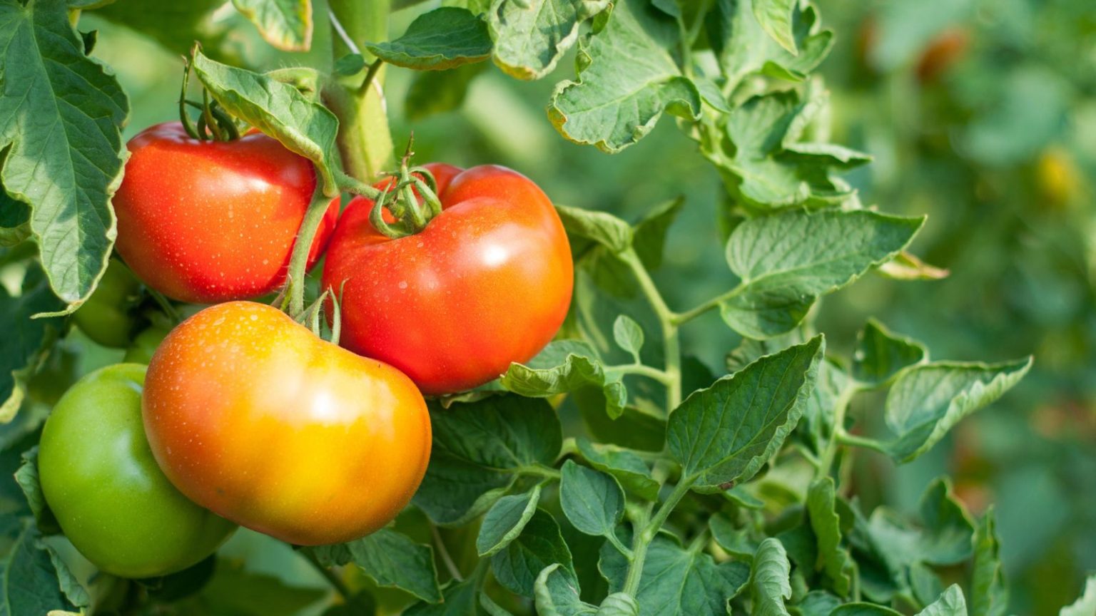 21 Acidic Plants That Will Absolutely Love Your Coffee Grounds