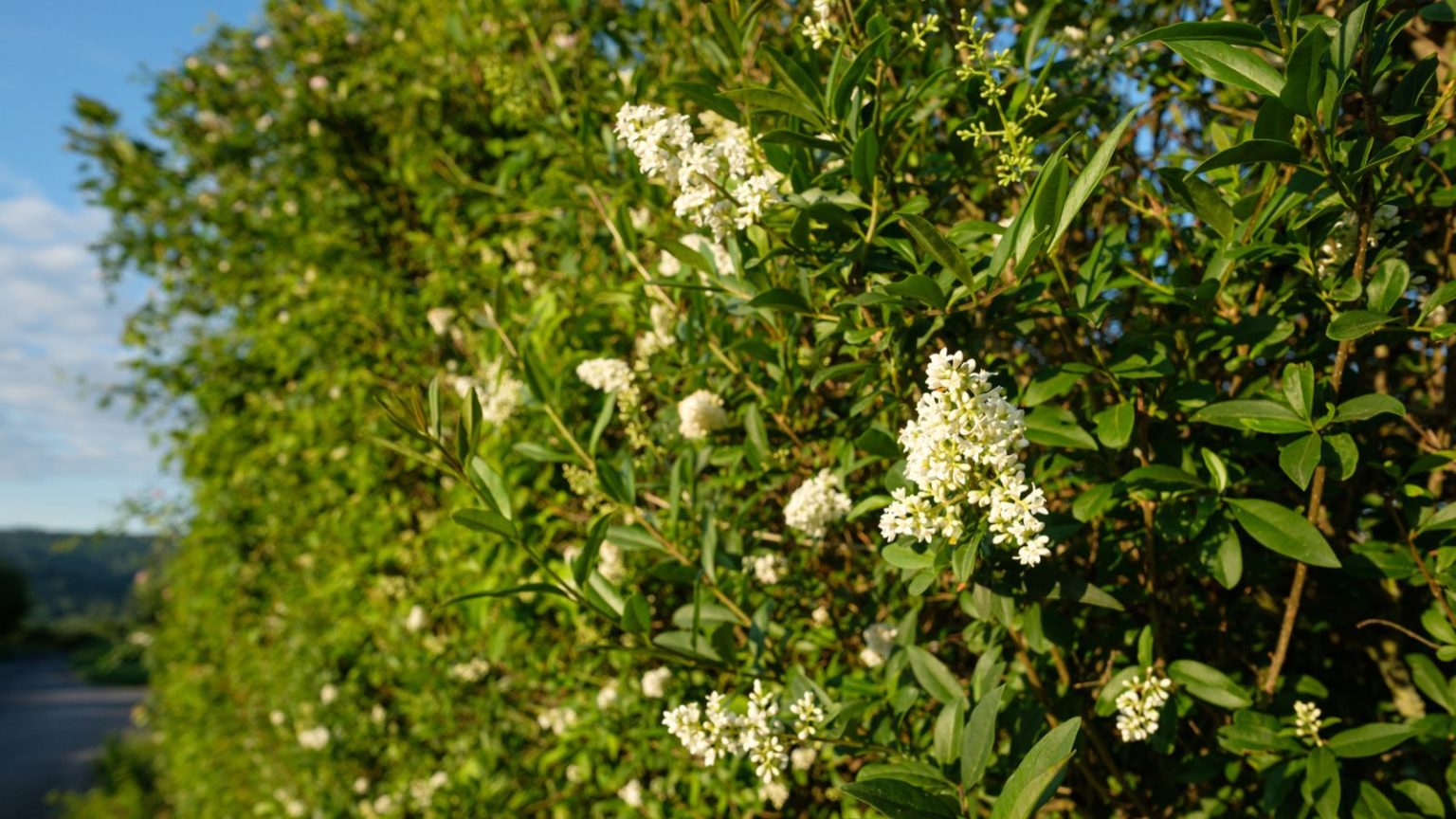 15 Invasive Plants That Can Take Over Your Garden