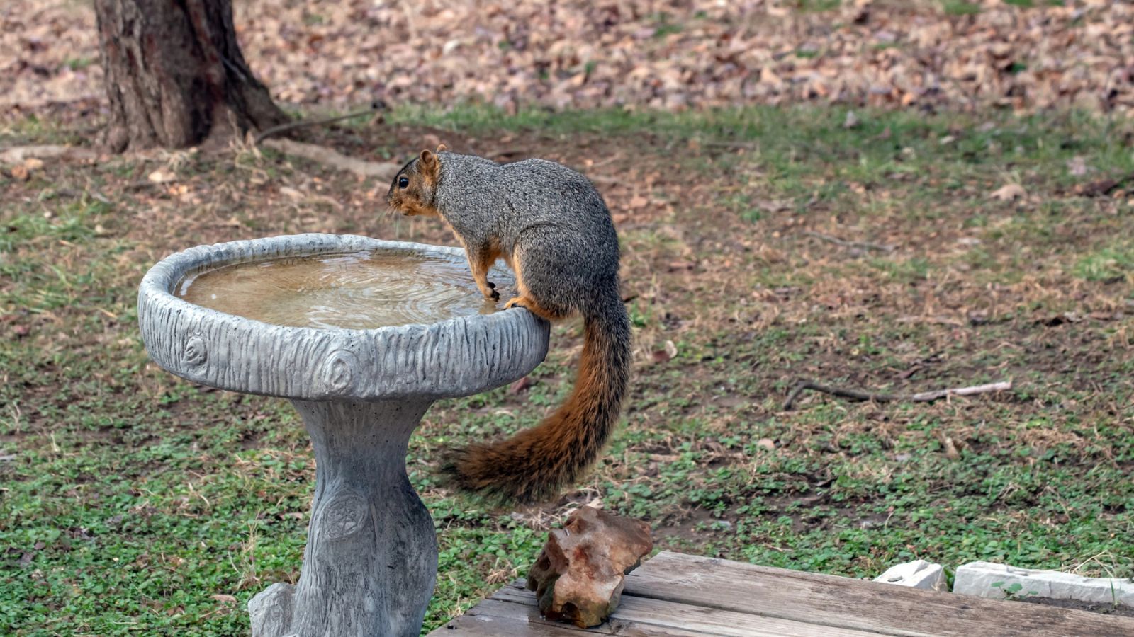 How To Outsmart Squirrels To Keep Them Away From Your Tomato Plants