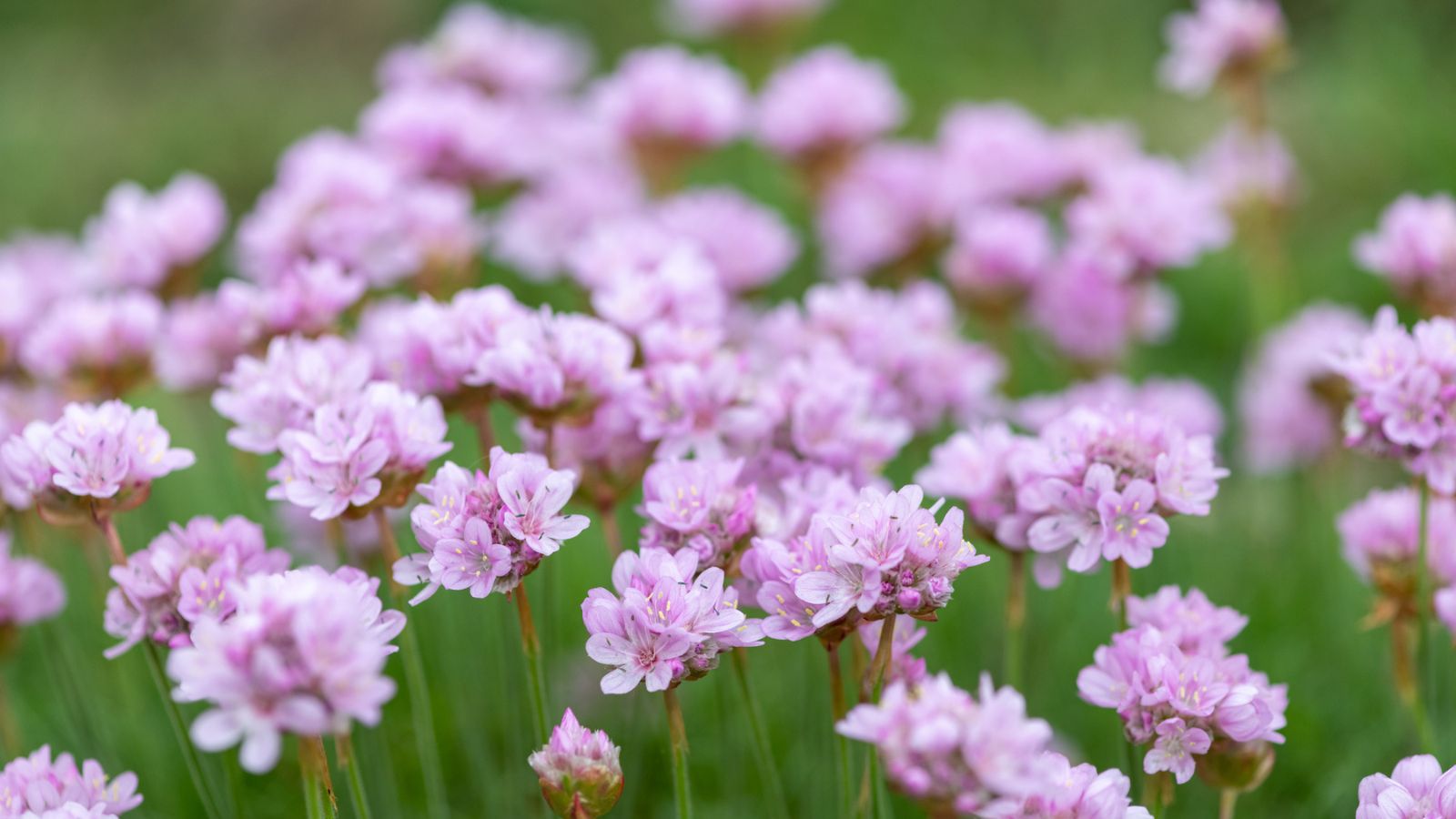Add Color To Your Landscape By Planting These 21 Vibrant Border Plants