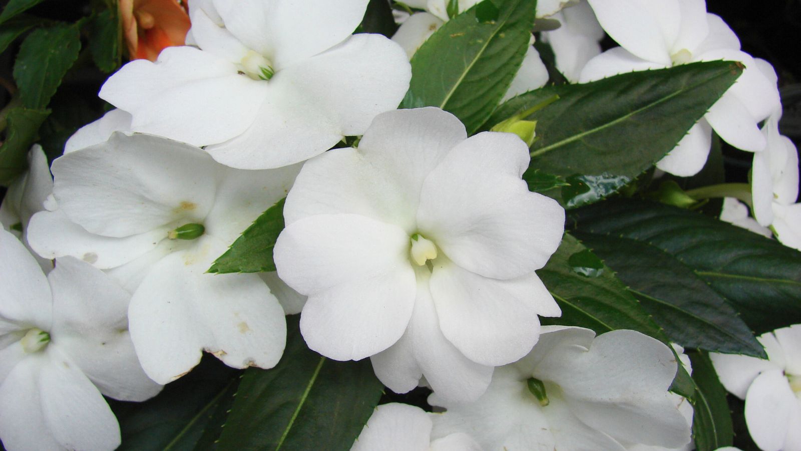 Add Color To Your Landscape By Planting These 21 Vibrant Border Plants