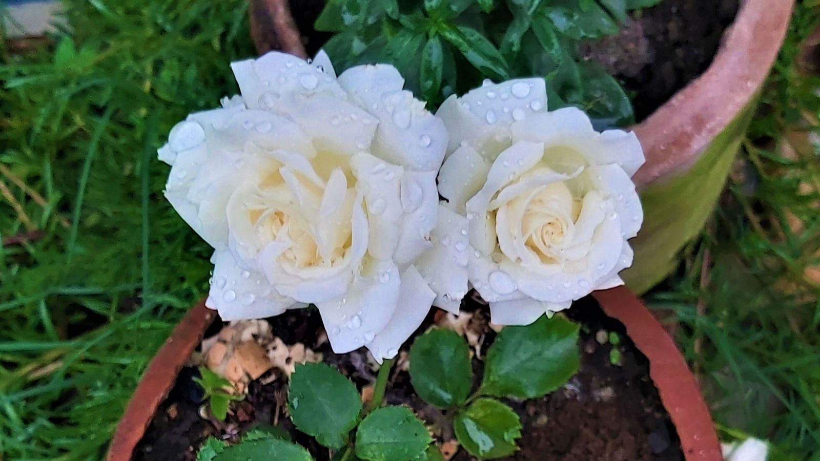 The Prettiest White Flowers To Plant In Your Garden Now