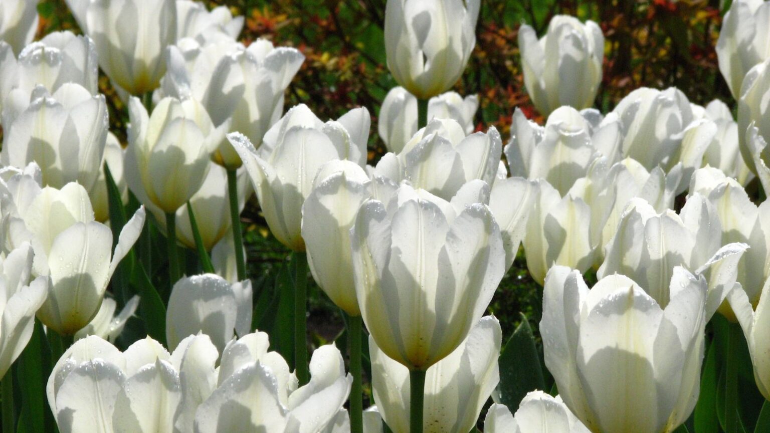 26 Timeless White Perennials To Soften Your Garden Palette