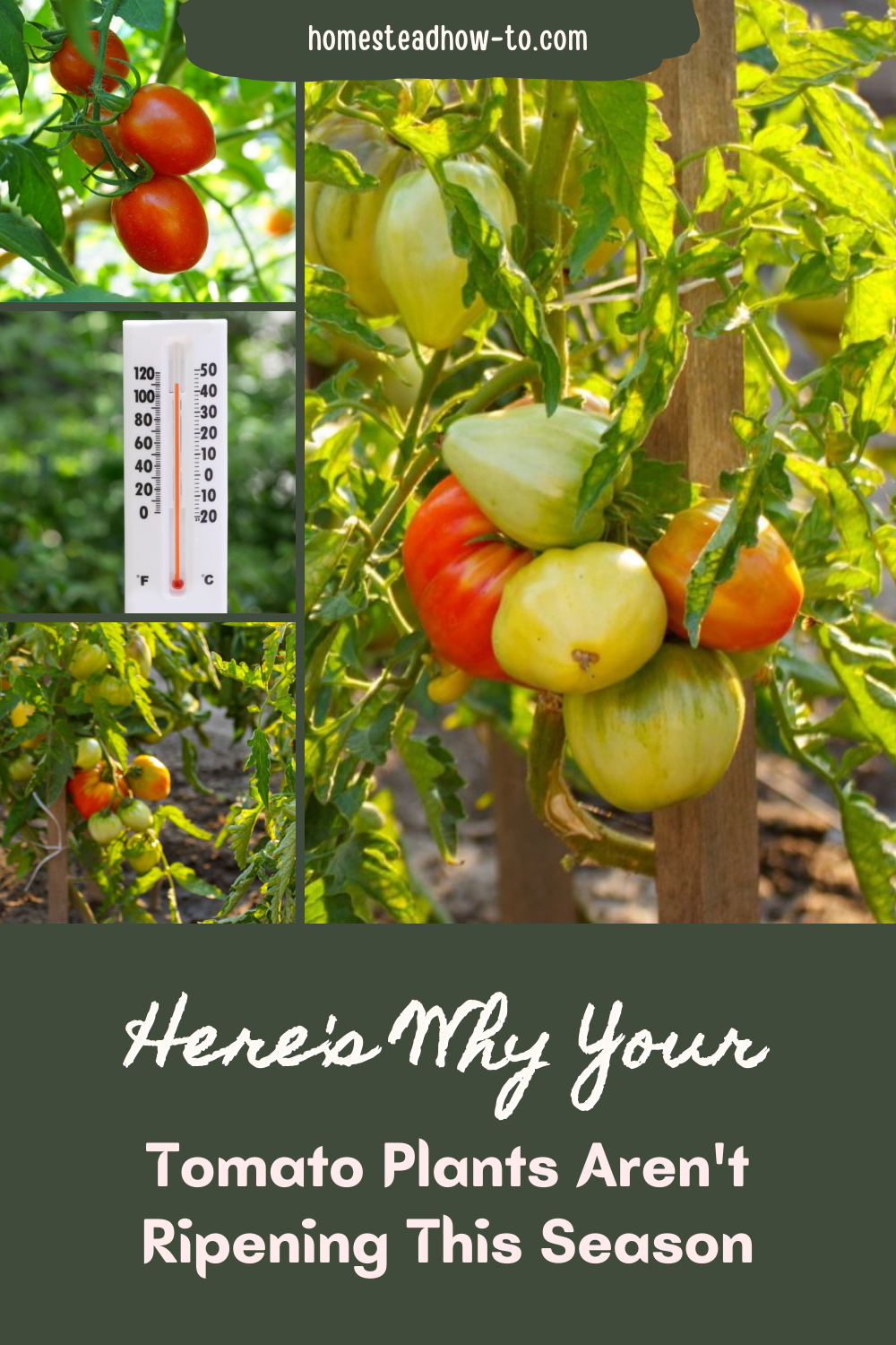 Here's Why Your Tomato Plants Aren't Ripening This Season