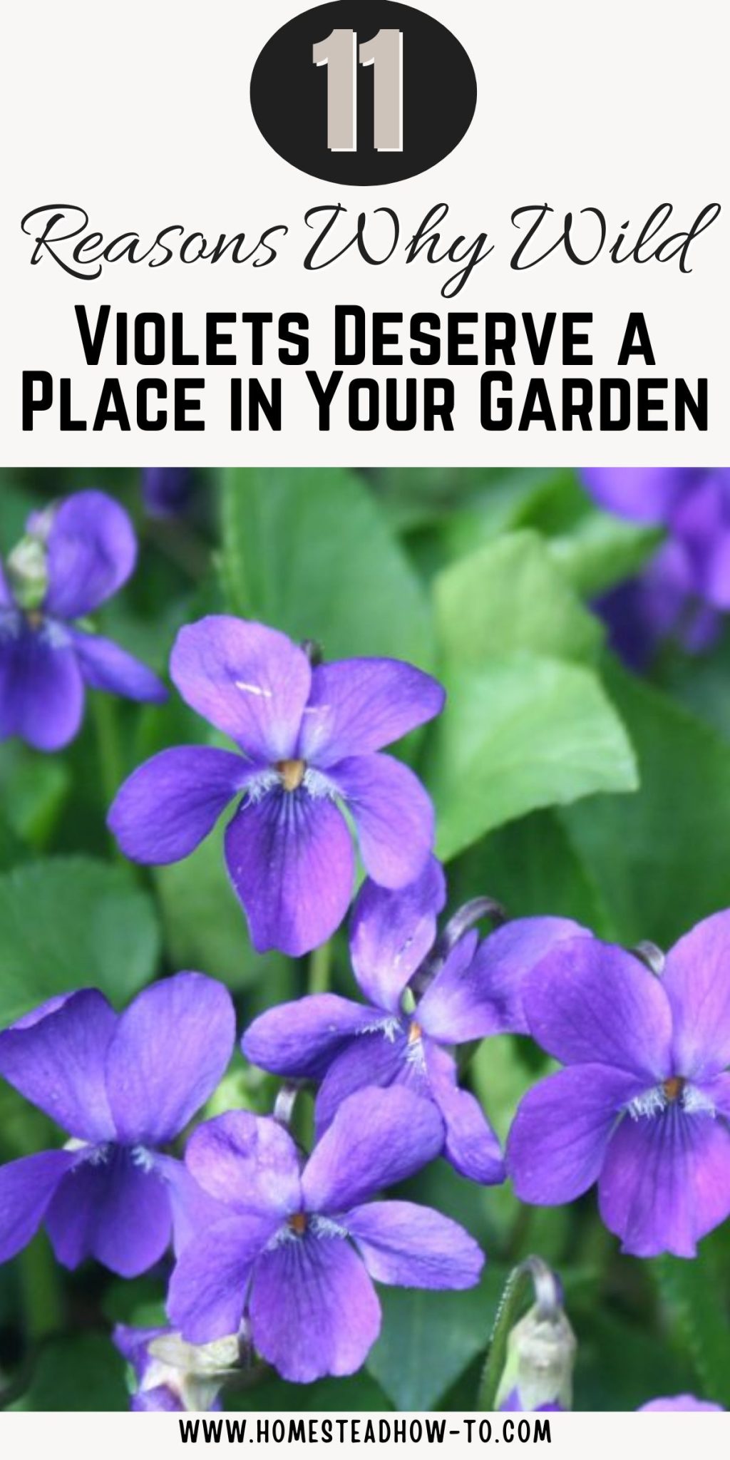 11 Reasons Why Wild Violets Deserve A Place In Your Garden