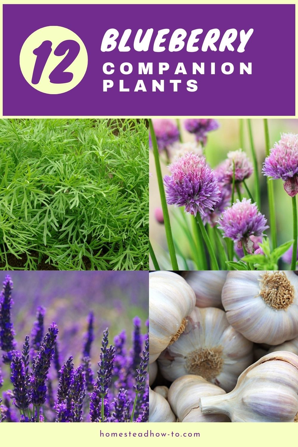 12 Plants To Grow Alongside Your Blueberry Bushes To Keep Them Happy