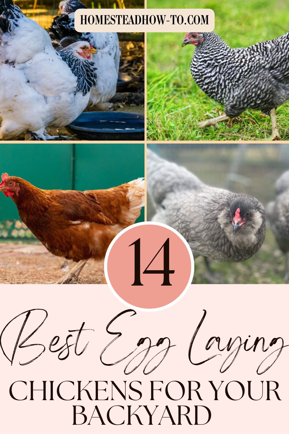 14 Best Egg Laying Chickens For Your Backyard