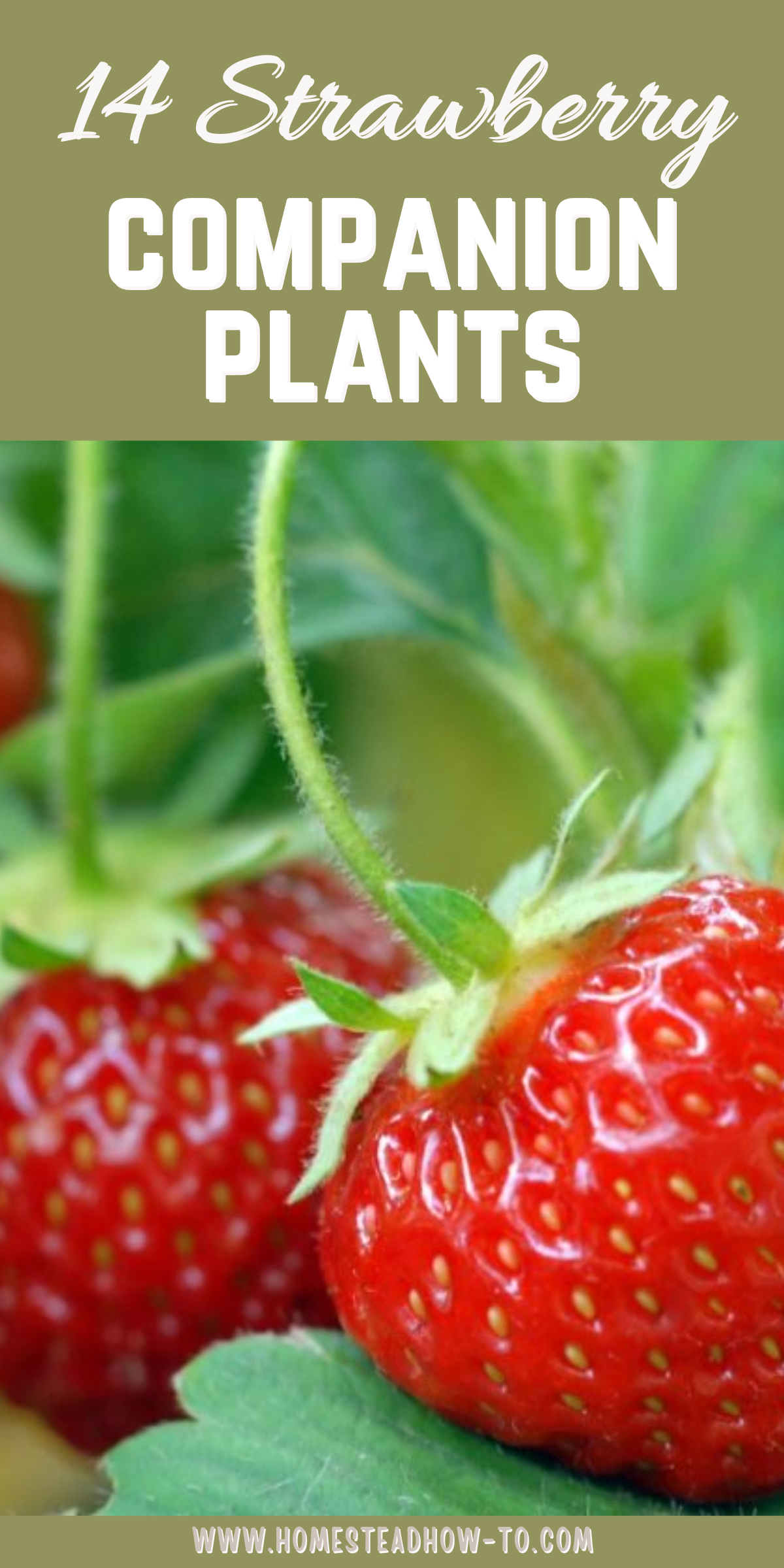 Grow The Sweetest Strawberries With These Companion Plants