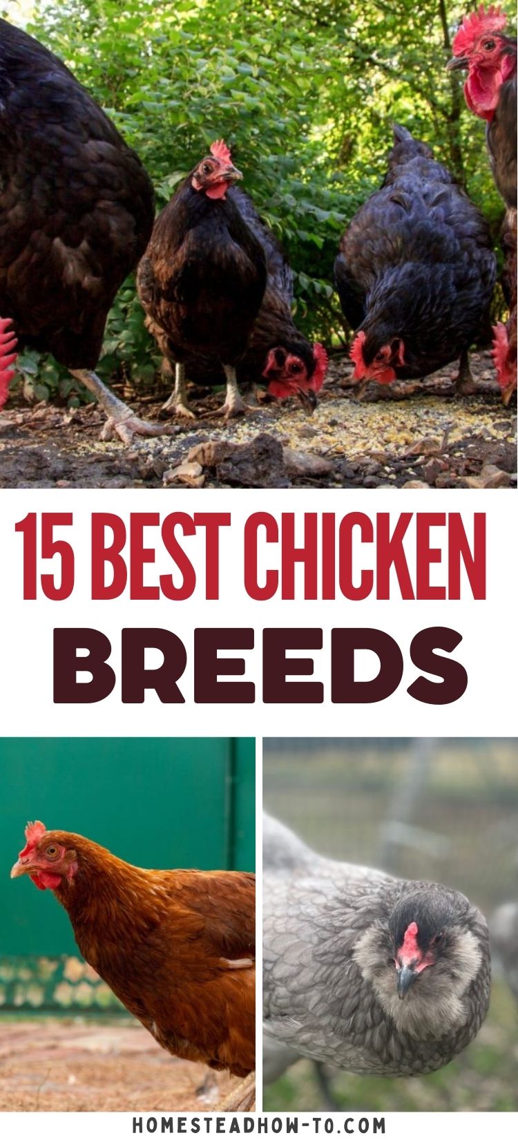 14 Best Egg Laying Chickens For Your Backyard