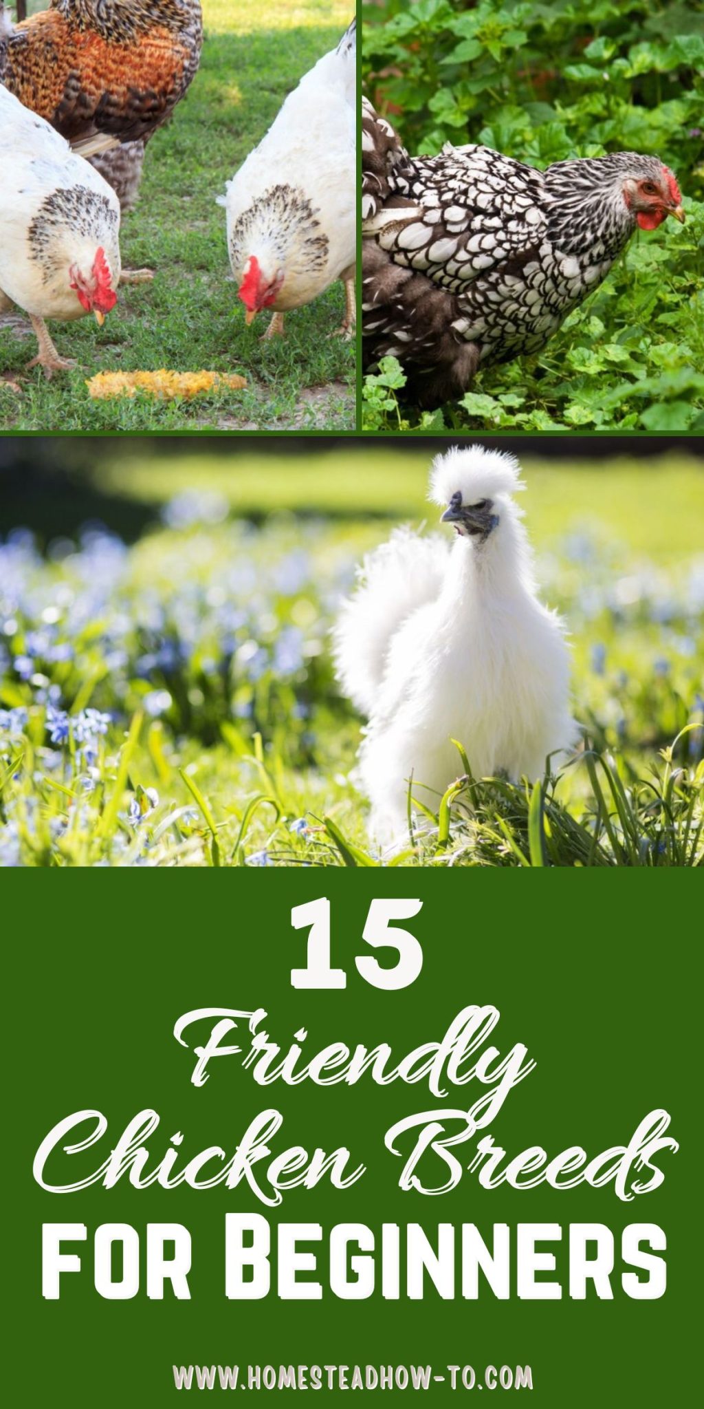 14 Best Egg Laying Chickens For Your Backyard