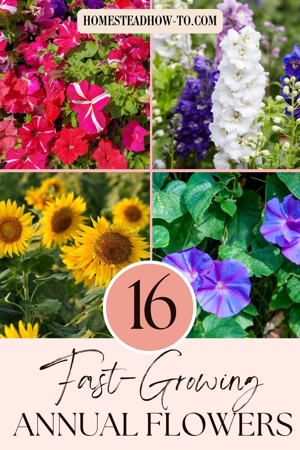 16 Fast-Growing Annual Flowers That Bring Plenty Of Color To Your Garden