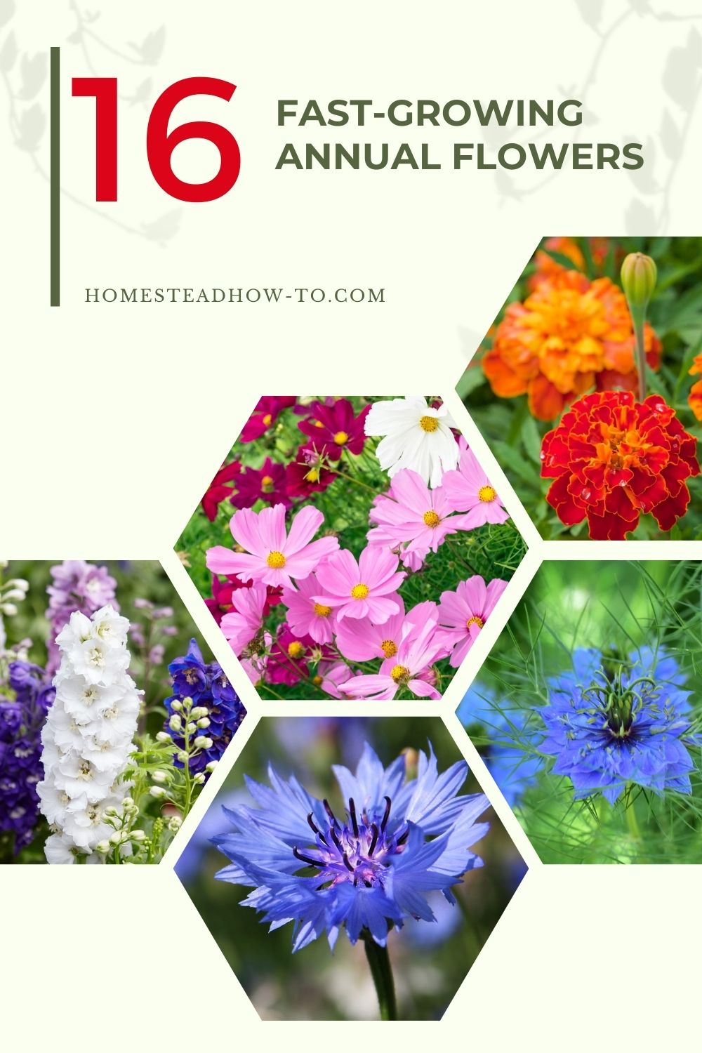 16 Fast-Growing Annual Flowers That Bring Plenty Of Color To Your Garden