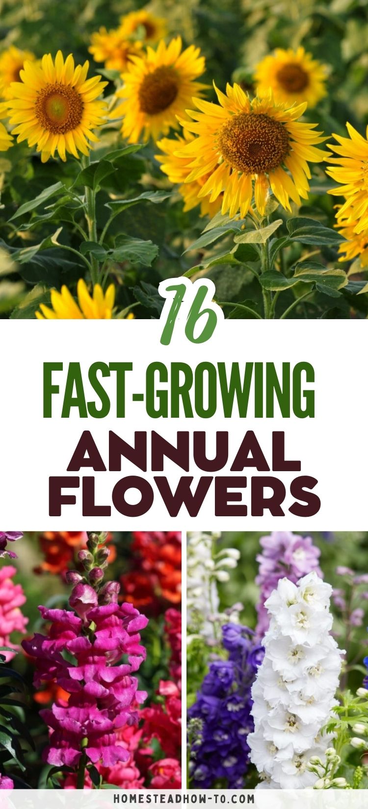 16 Fast-Growing Annual Flowers That Bring Plenty Of Color To Your Garden