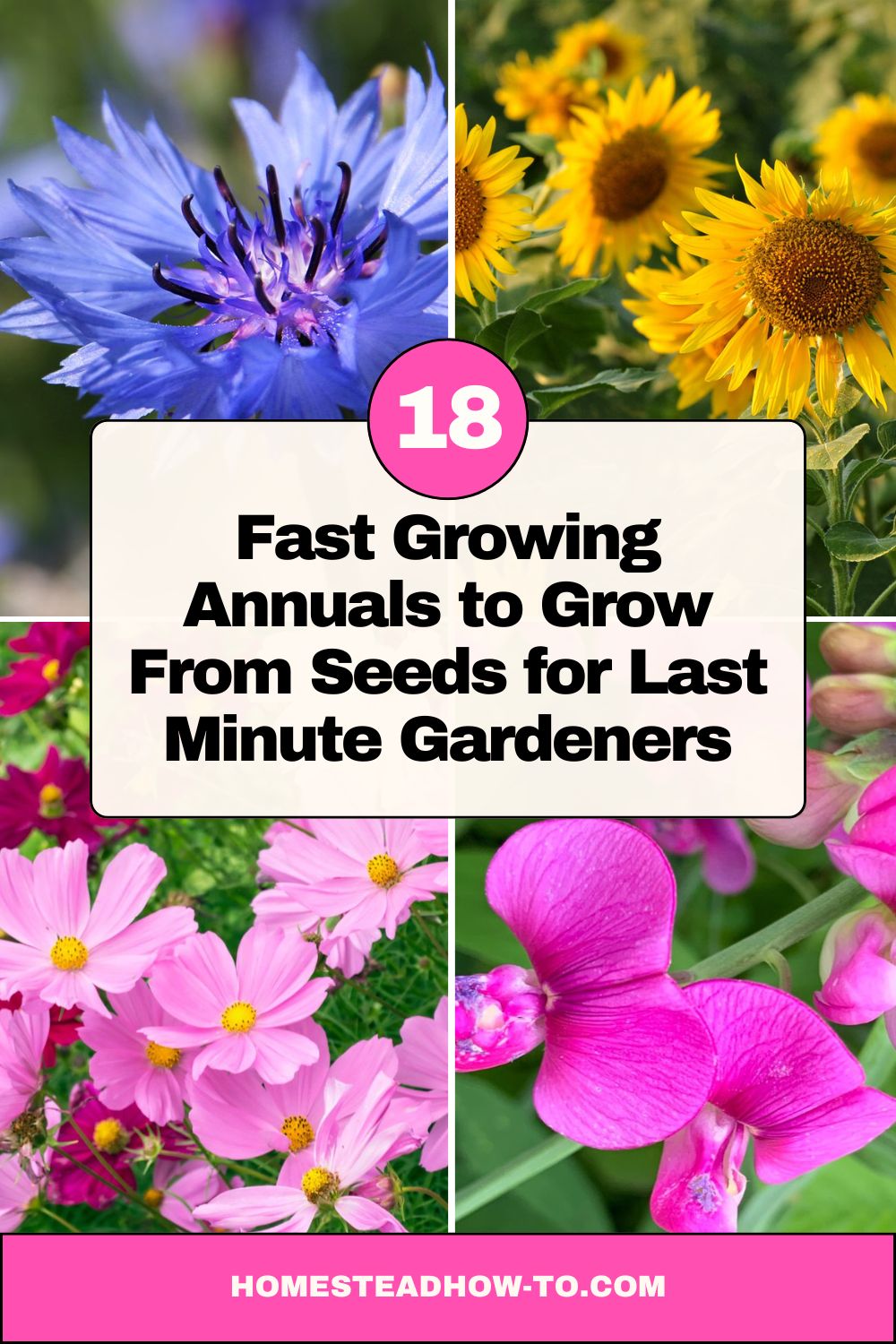 18 Fast Growing Annuals To Grow From Seeds For Last Minute Gardeners