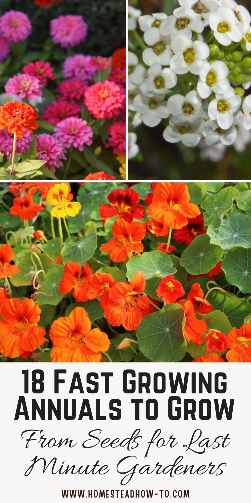 18 Fast Growing Annuals To Grow From Seeds For Last Minute Gardeners