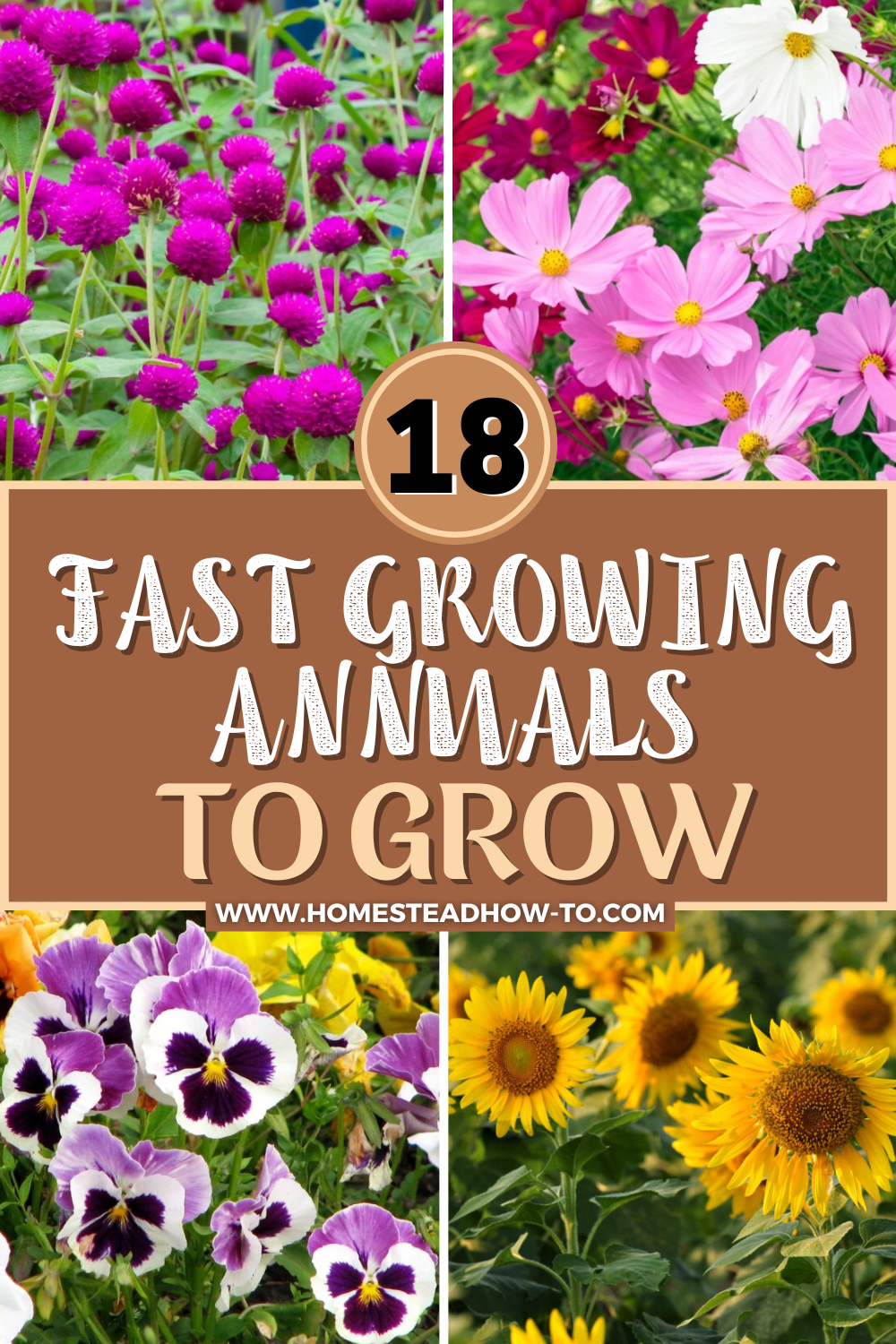 18 Fast Growing Annuals To Grow From Seeds For Last Minute Gardeners