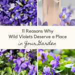 11 Reasons Why Wild Violets Deserve A Place In Your Garden